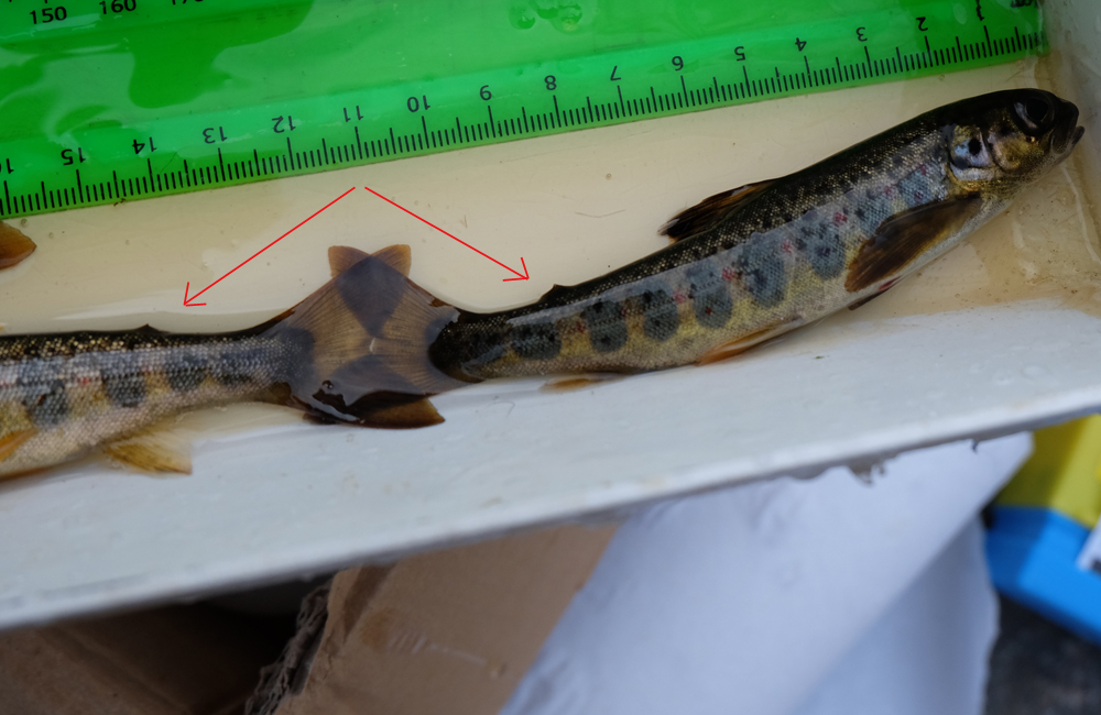 PIT tagging salmon | Ayrshire Rivers Trust