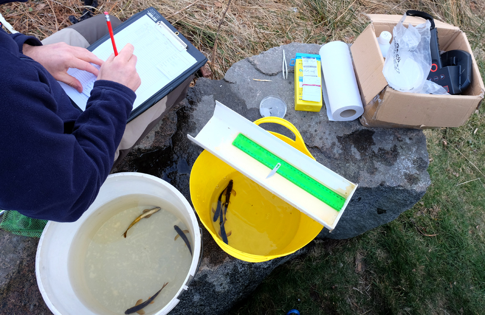 PIT tagging salmon | Ayrshire Rivers Trust