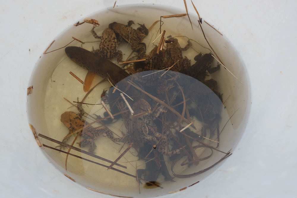 Smolt Trap at Loch Doon | Ayrshire Rivers Trust