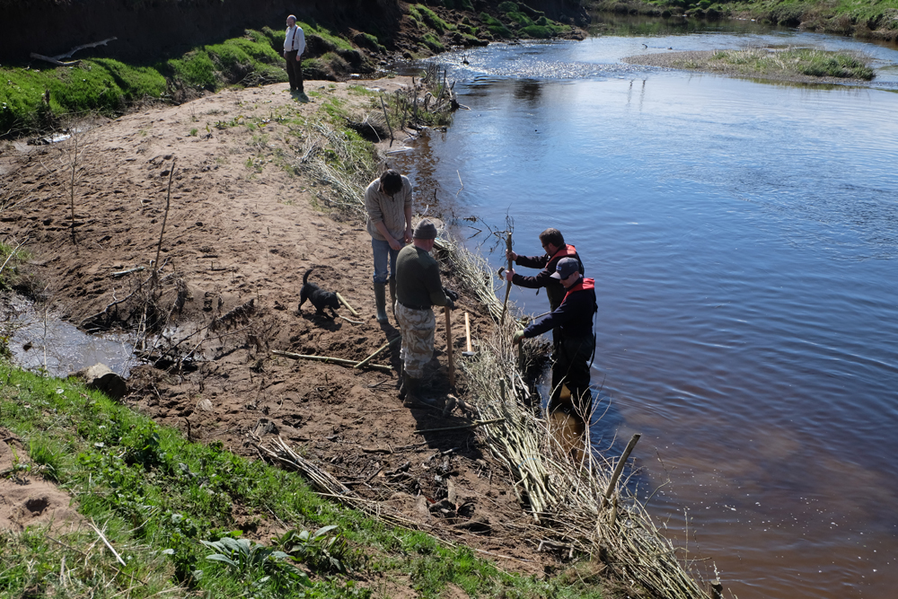 Willow spilling revisited | Ayrshire Rivers Trust