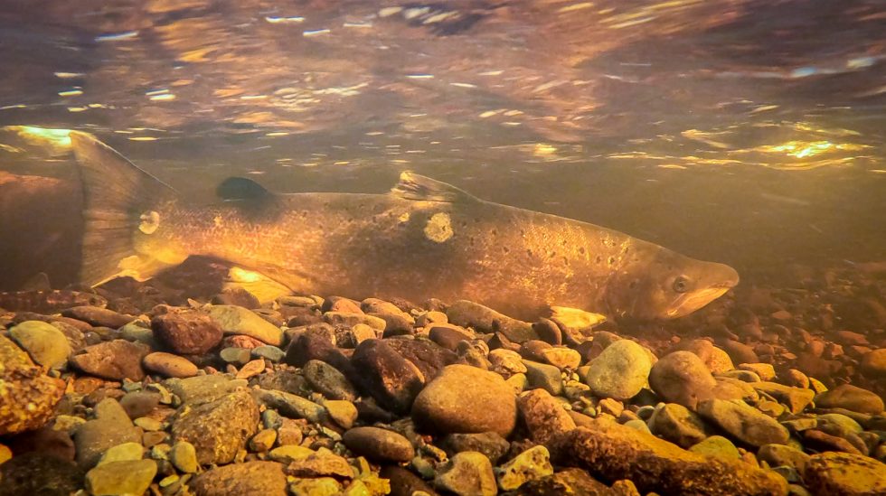 Angling | Ayrshire Rivers Trust