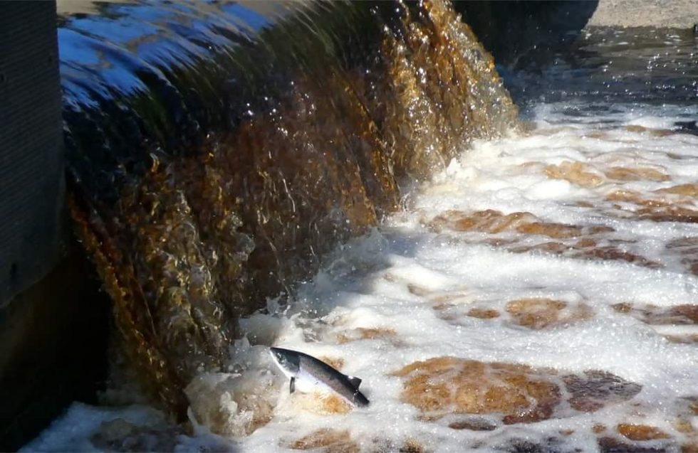 Angling | Ayrshire Rivers Trust