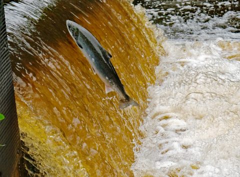 Angling | Ayrshire Rivers Trust