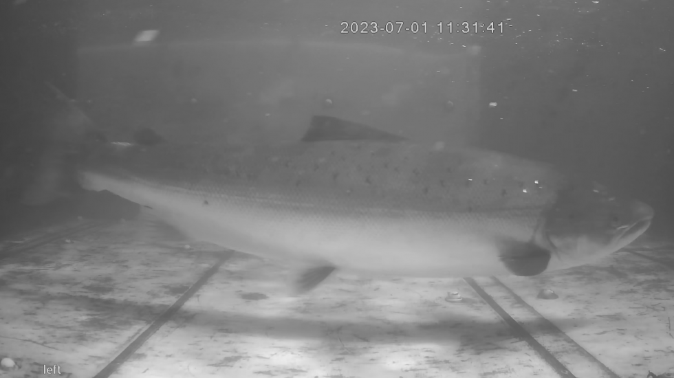 Ayr fish counter | Ayrshire Rivers Trust