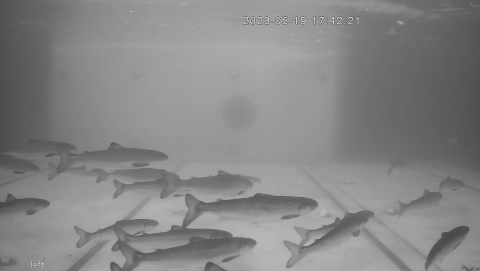 Ayr fish counter | Ayrshire Rivers Trust